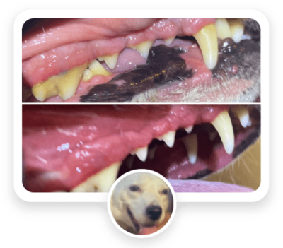 Savannah Dog Teeth Cleaning - Bright N' Shine Savannah Dog Dental Cleaning